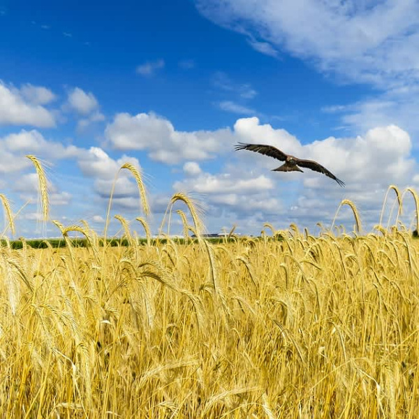 Collège Roger Vercel, DINAN